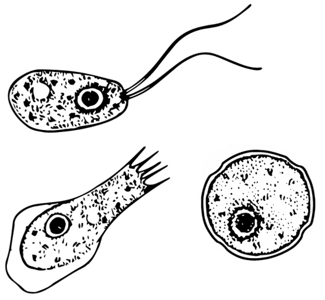 Brain-eating Amoeba (Naegleria fowleri) - Scientific European