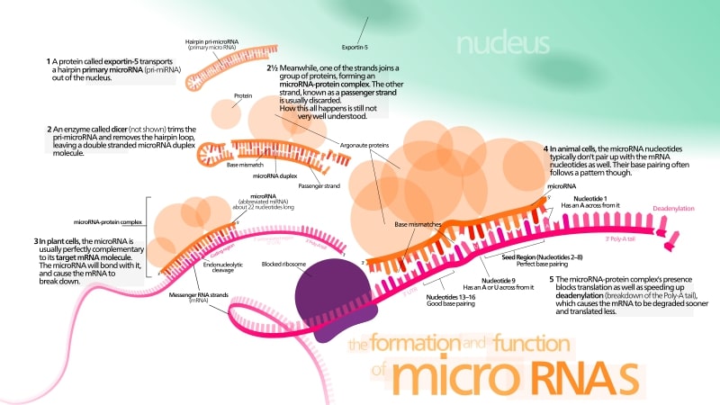 2024 Nobel Prize in Medicine for discovery of "microRNA and new ...
