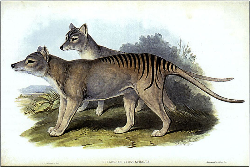 De-extinctie en behoud van soorten: nieuwe mijlpalen voor de ...