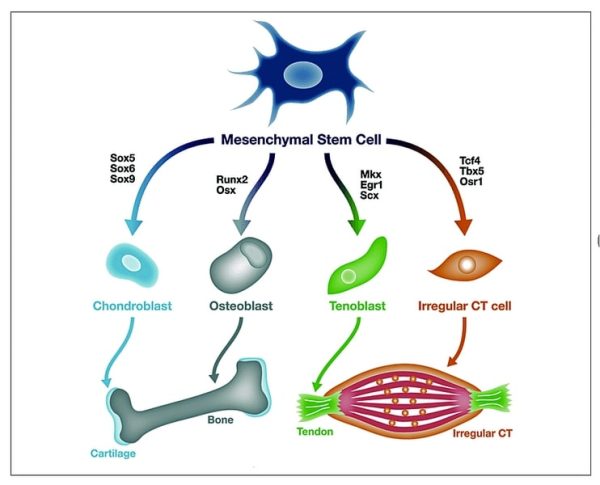 Mesenchymal Stem Cell (MSC) Therapy: FDA Approves Ryoncil - Scientific ...