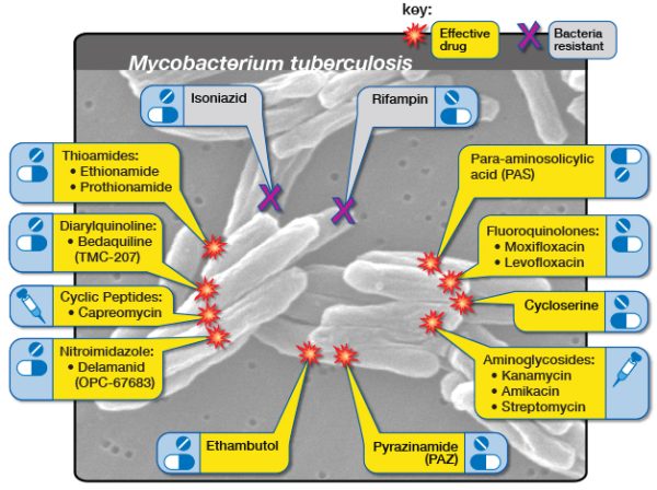 Levofloxacino para el tratamiento preventivo de la tuberculosis ...